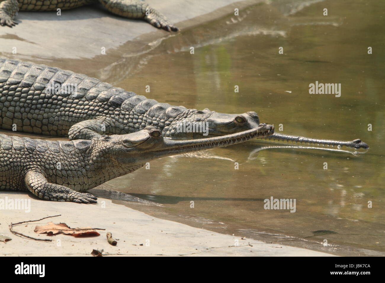 Echter gavial hi-res stock photography and images - Alamy