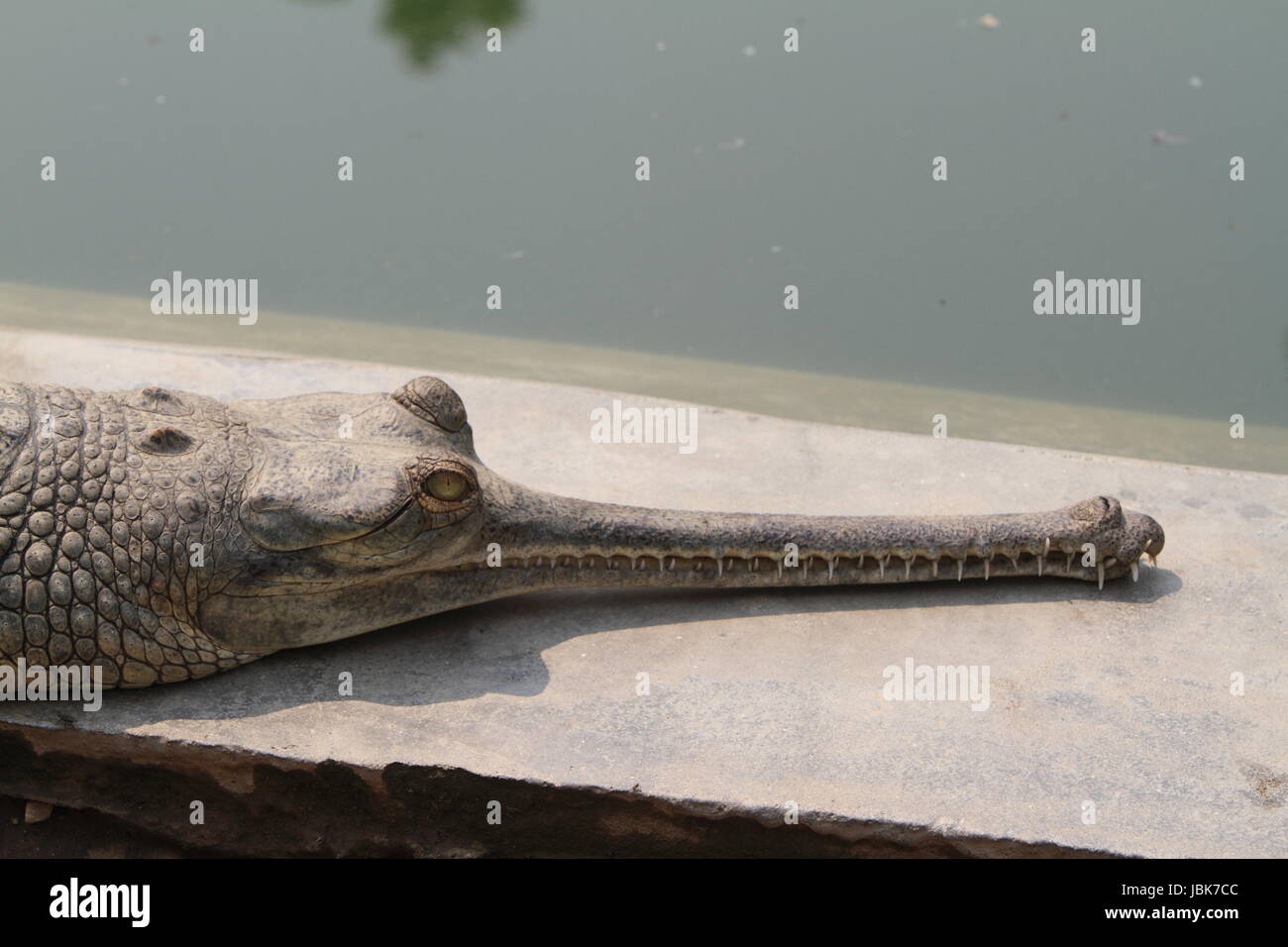 Ganges gavial hi-res stock photography and images - Alamy