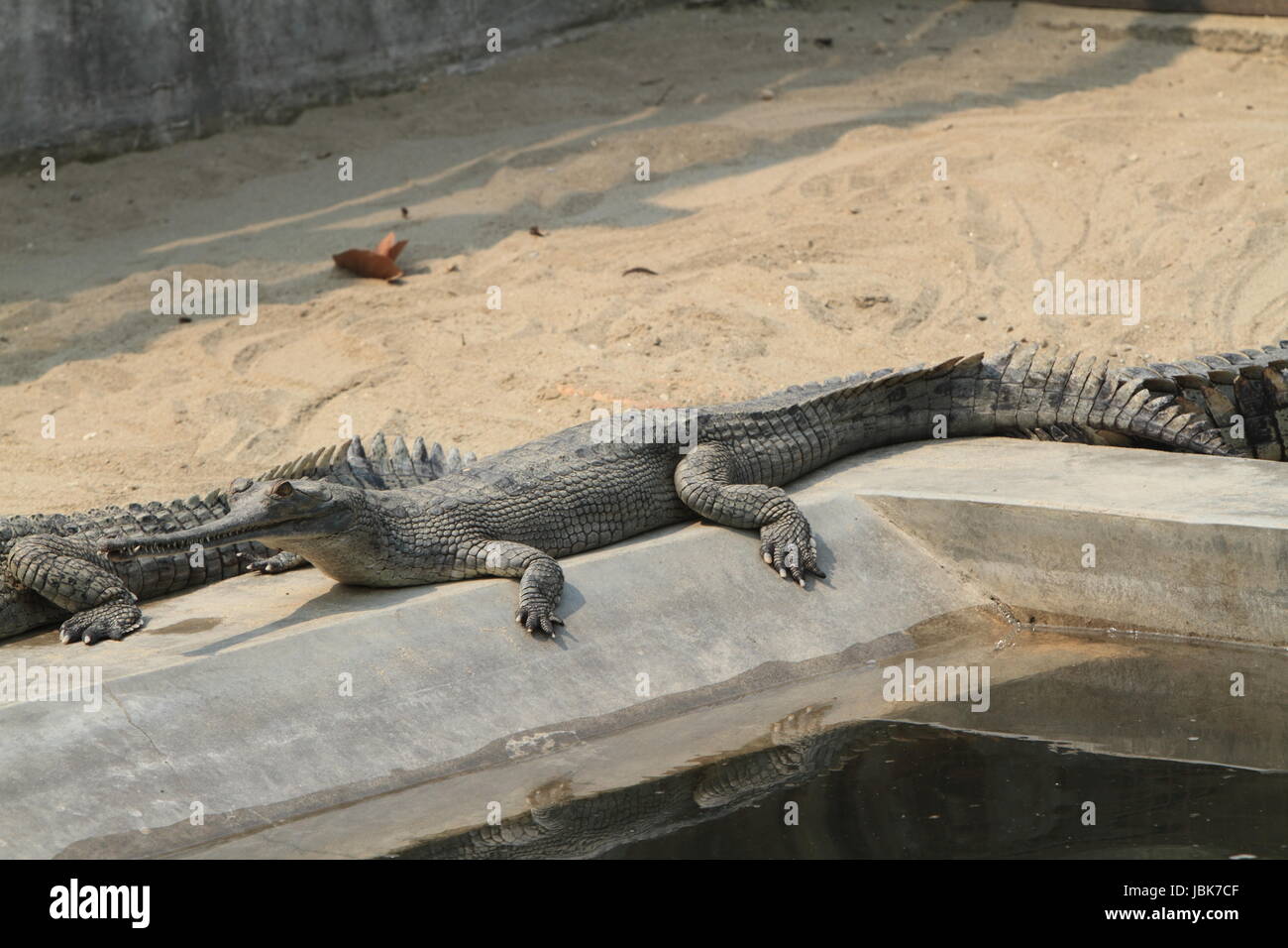 Echter gavial hi-res stock photography and images - Alamy