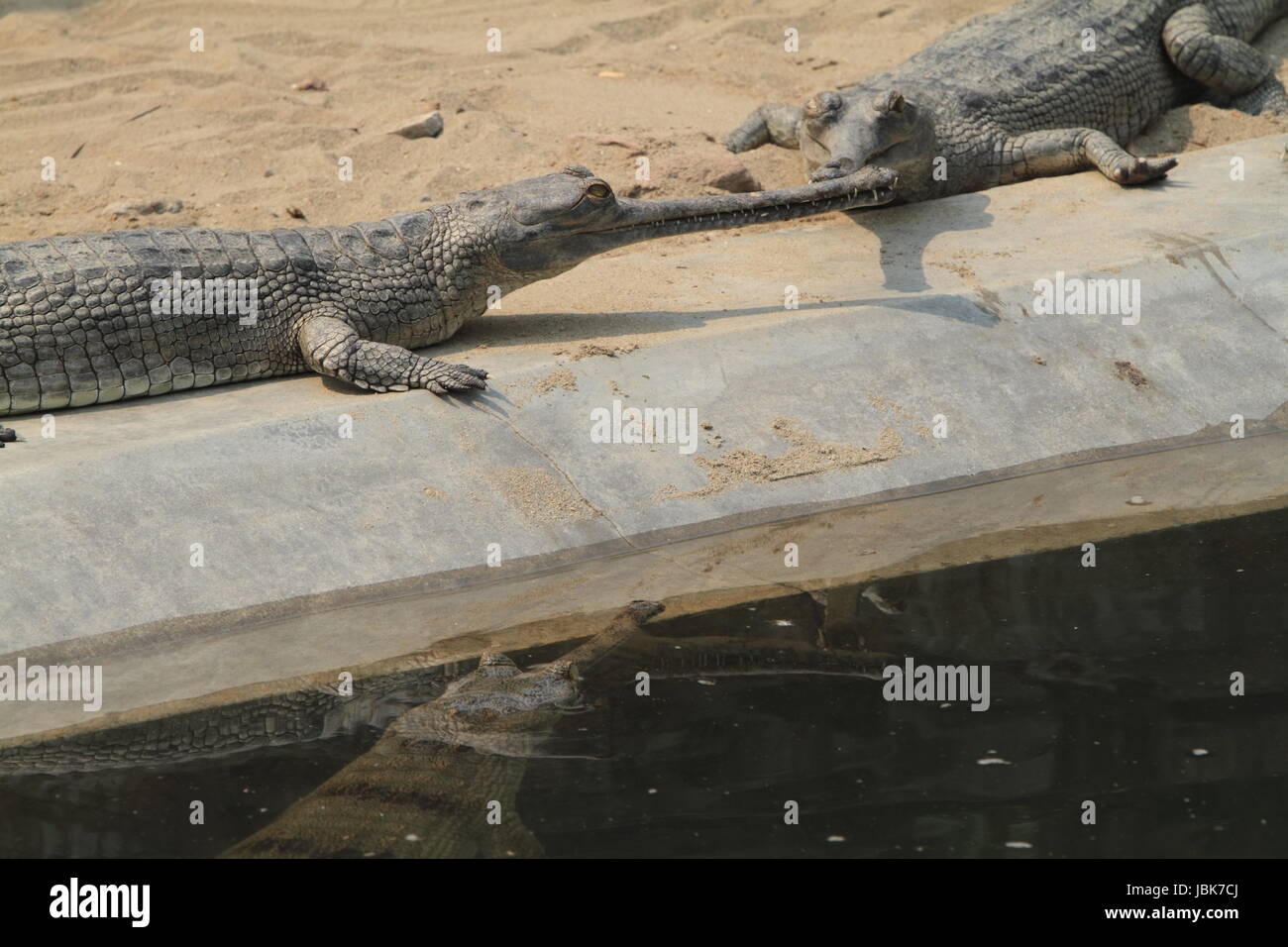 Ganges Crocodile High Resolution Stock Photography and Images - Alamy