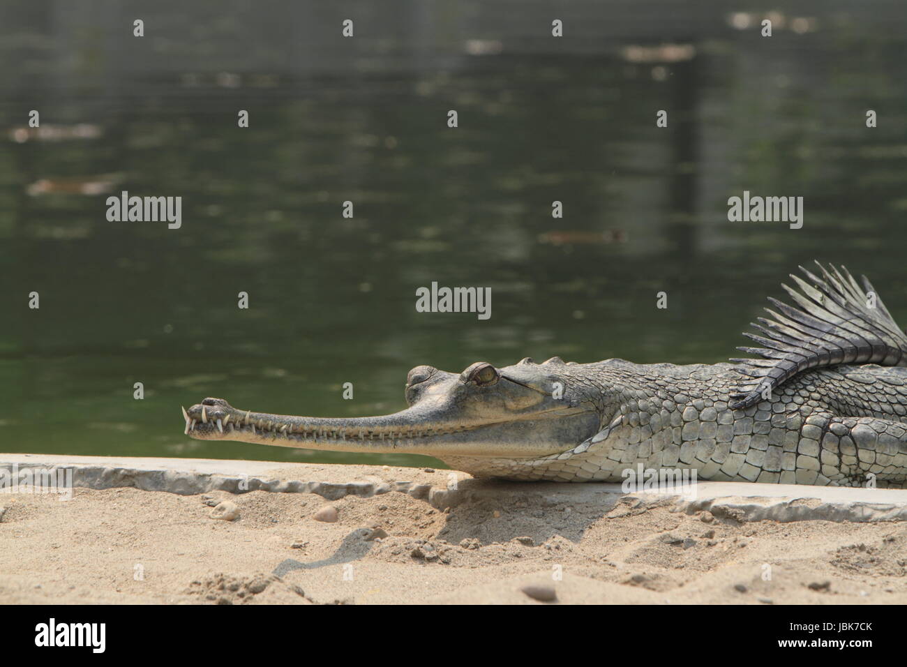 Ganges gavial hi-res stock photography and images - Alamy