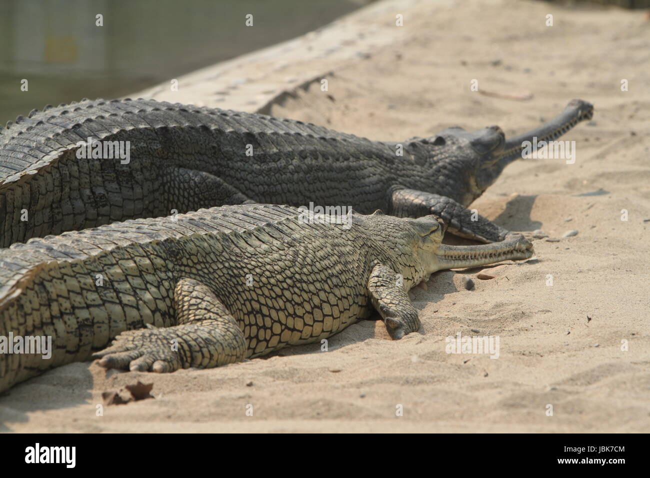 Echter gavial hi-res stock photography and images - Alamy