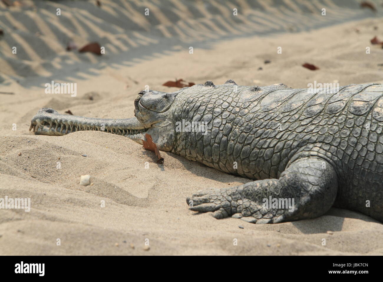 Ganges gavial hi-res stock photography and images - Alamy