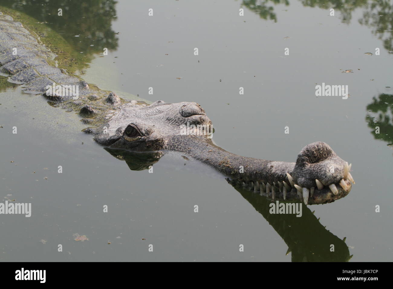 Ganges gavial hi-res stock photography and images - Alamy
