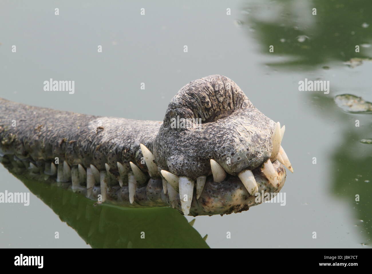 Ganges Crocodile High Resolution Stock Photography and Images - Alamy
