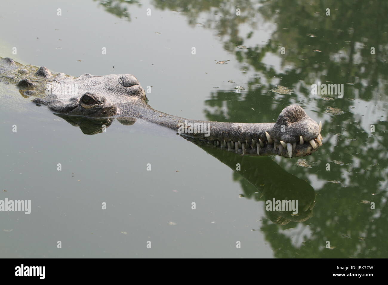 Echter gavial hi-res stock photography and images - Alamy