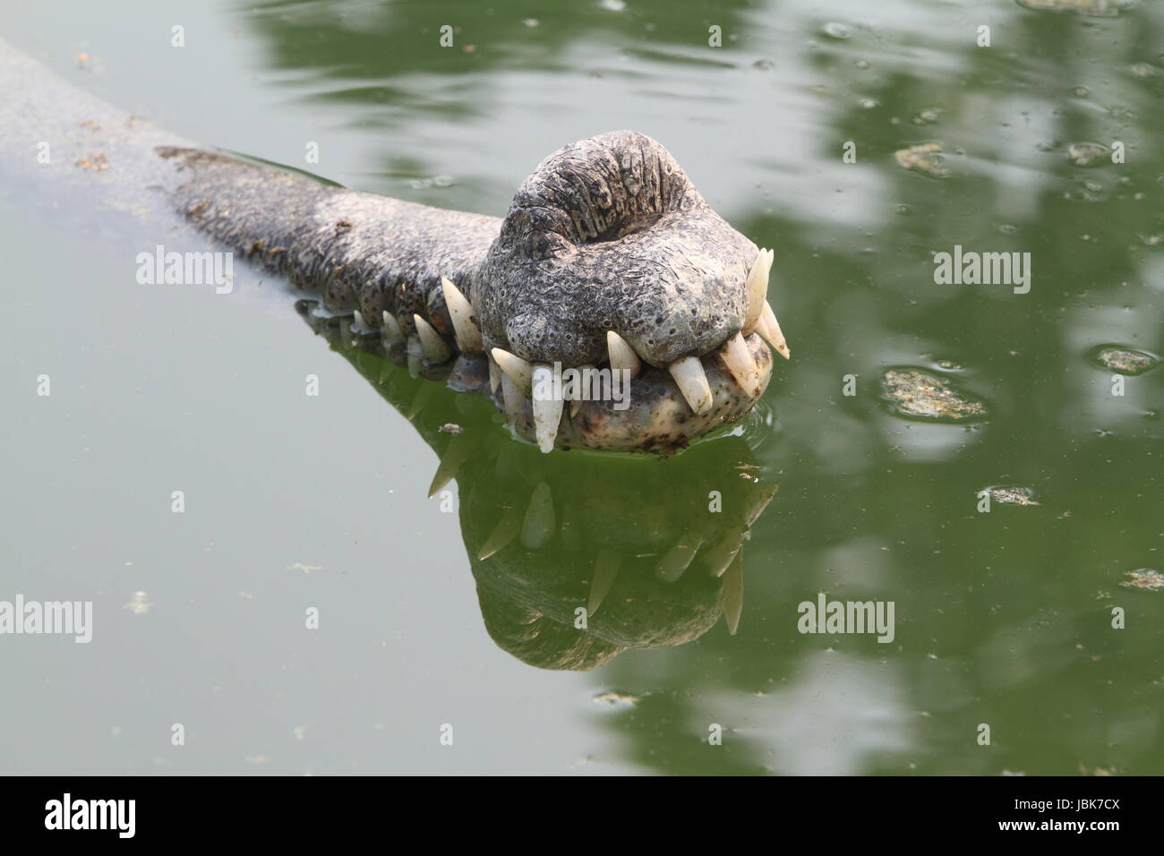 Ganges crocodile hi-res stock photography and images - Alamy