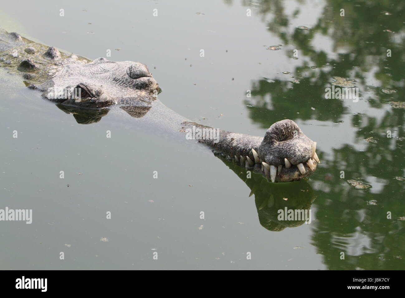 Echter gavial hi-res stock photography and images - Alamy