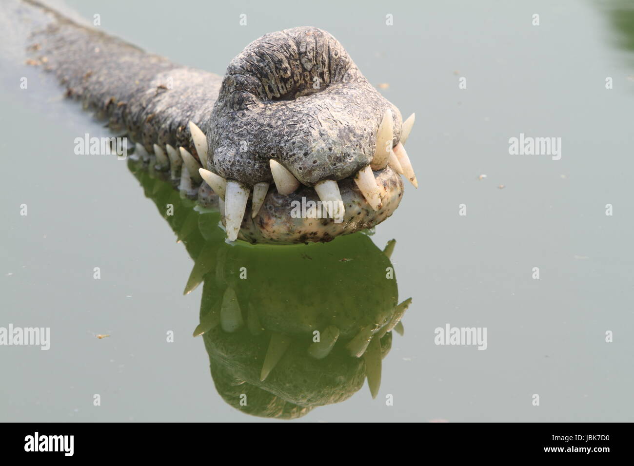 Gangesgavial hi-res stock photography and images - Alamy