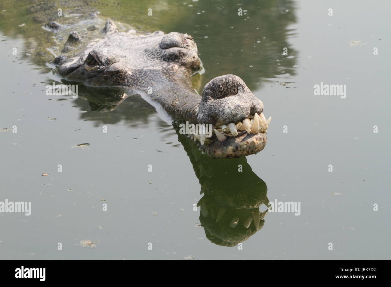 Echter gavial hi-res stock photography and images - Alamy