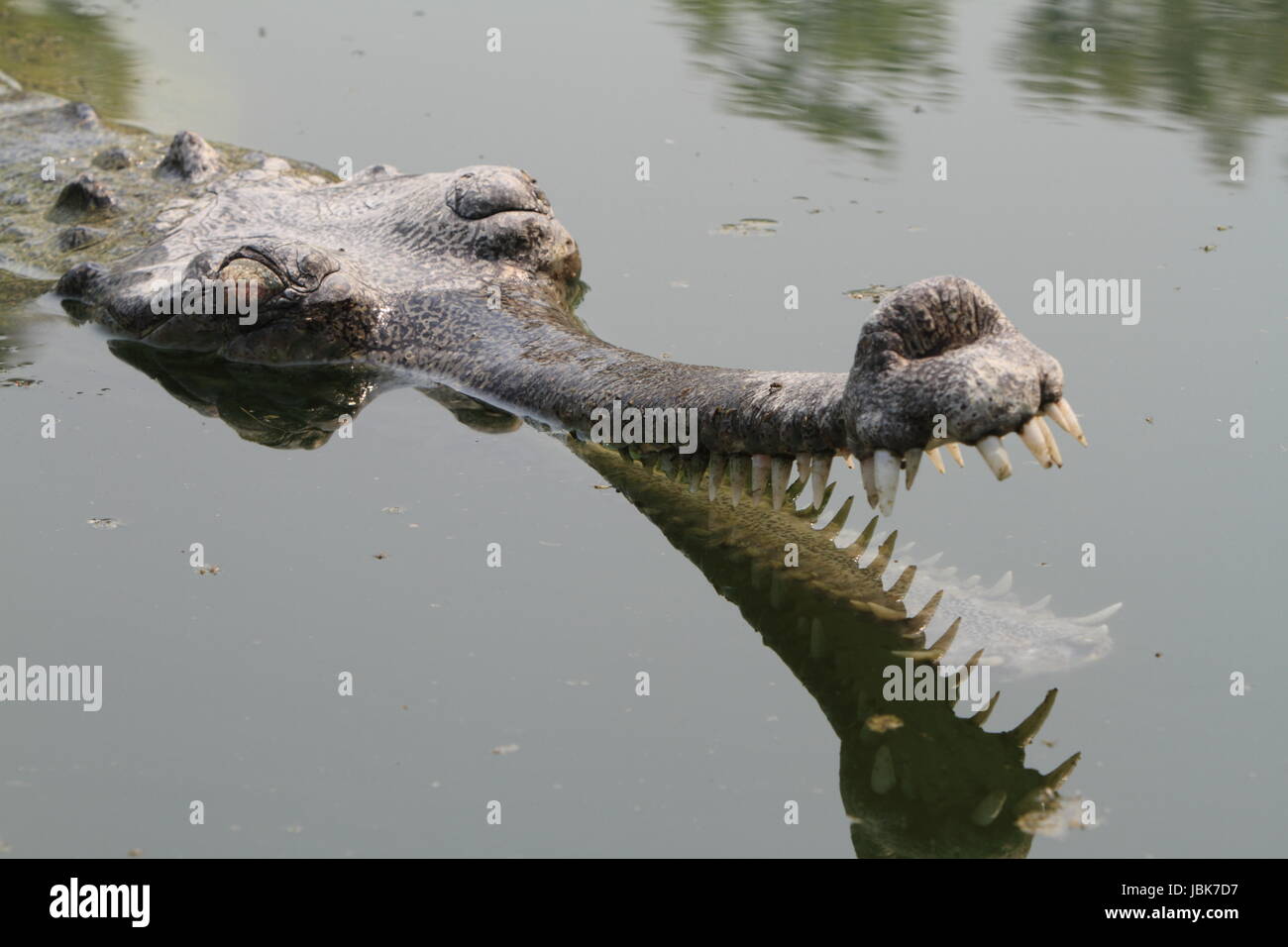 Echter gavial hi-res stock photography and images - Alamy