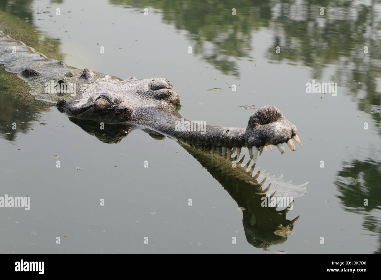 Ganges Crocodile High Resolution Stock Photography and Images - Alamy