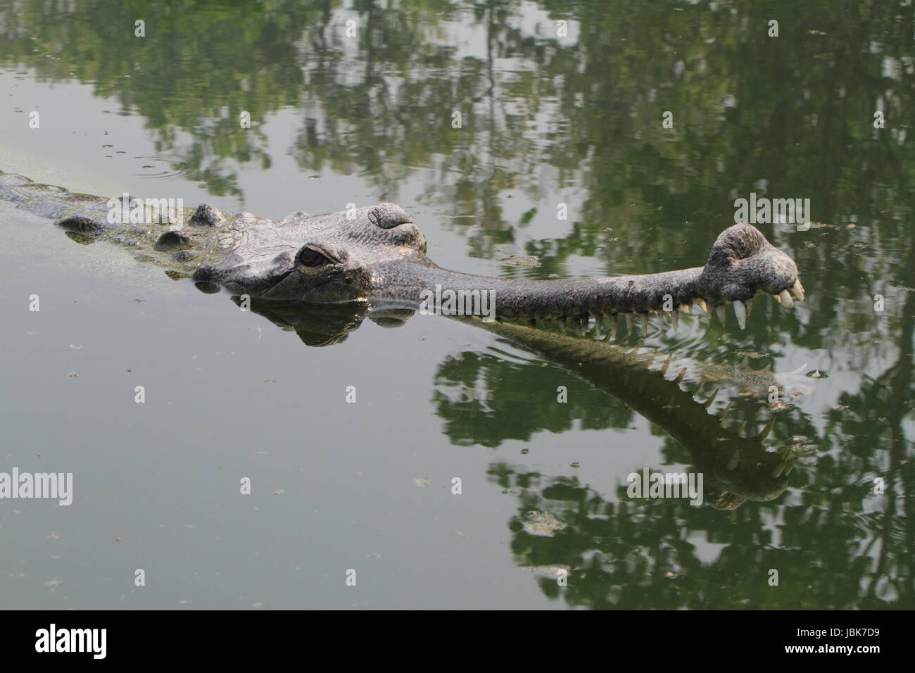 Gangesgavial High Resolution Stock Photography and Images - Alamy