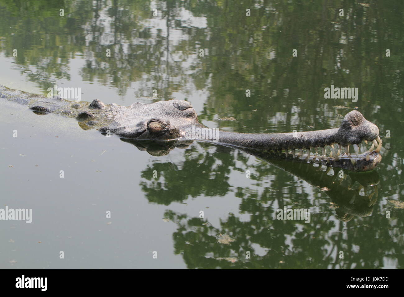 Echter gavial hi-res stock photography and images - Alamy