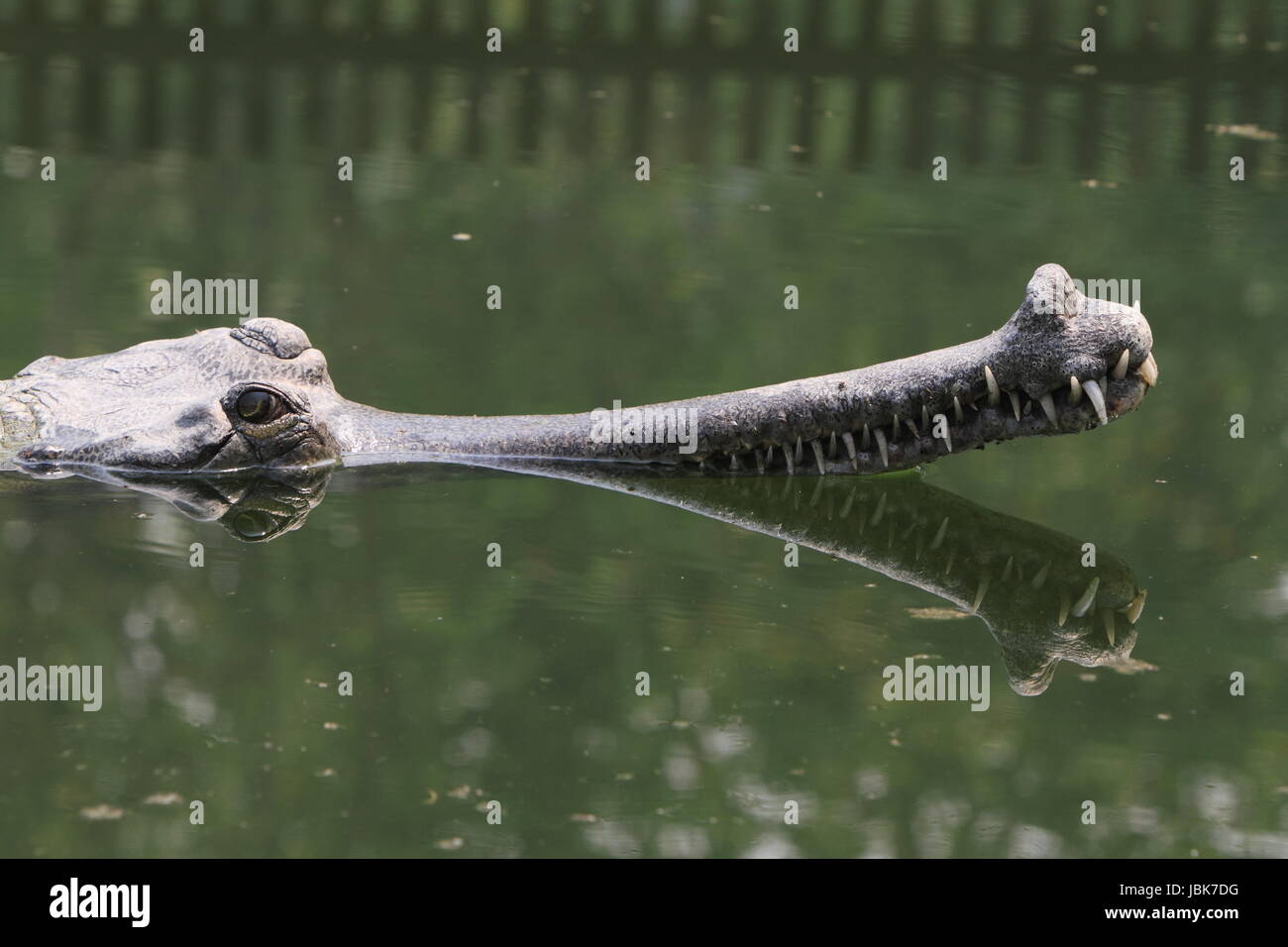 Ganges gavial hi-res stock photography and images - Alamy