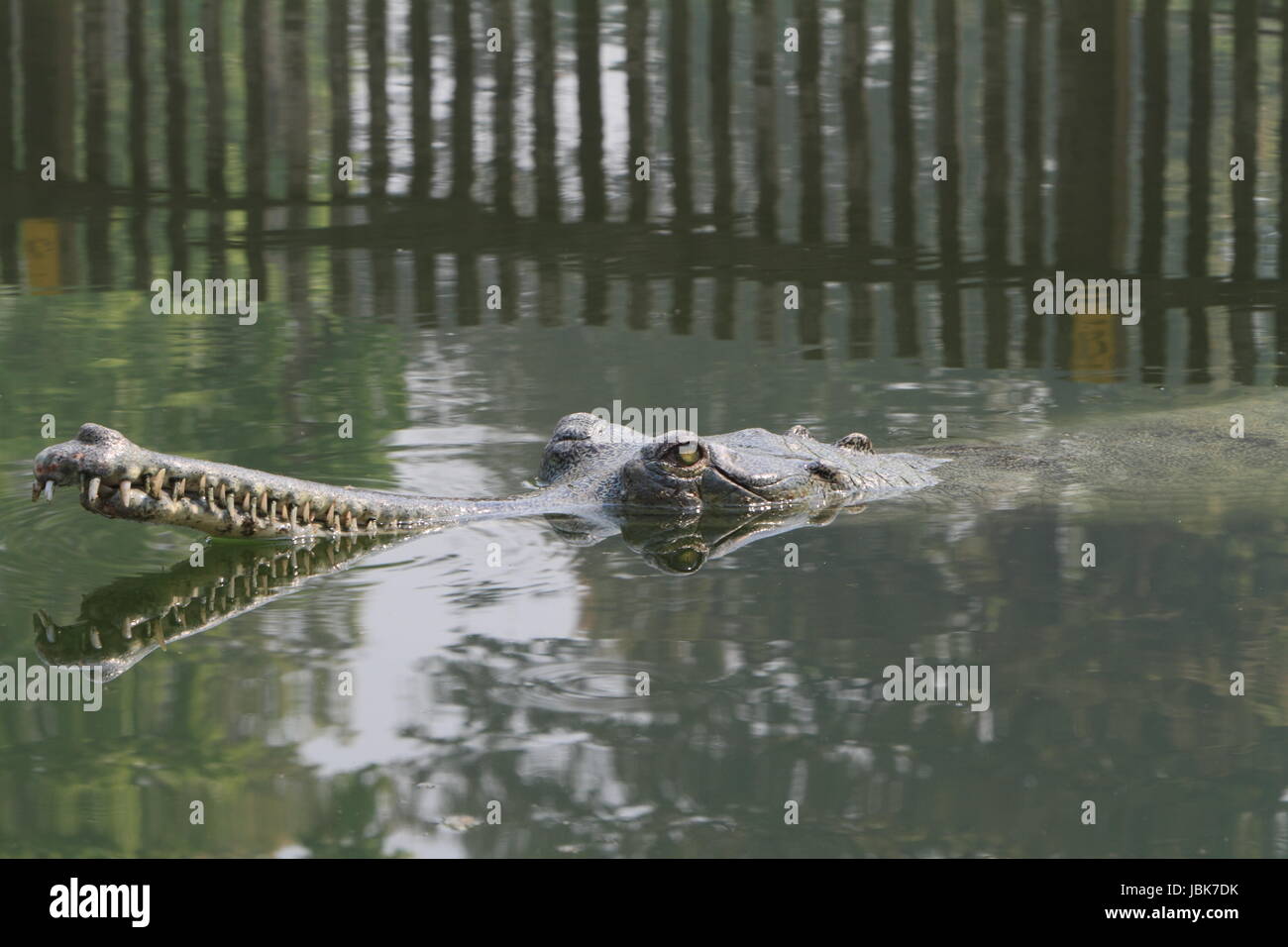 Echter gavial hi-res stock photography and images - Alamy