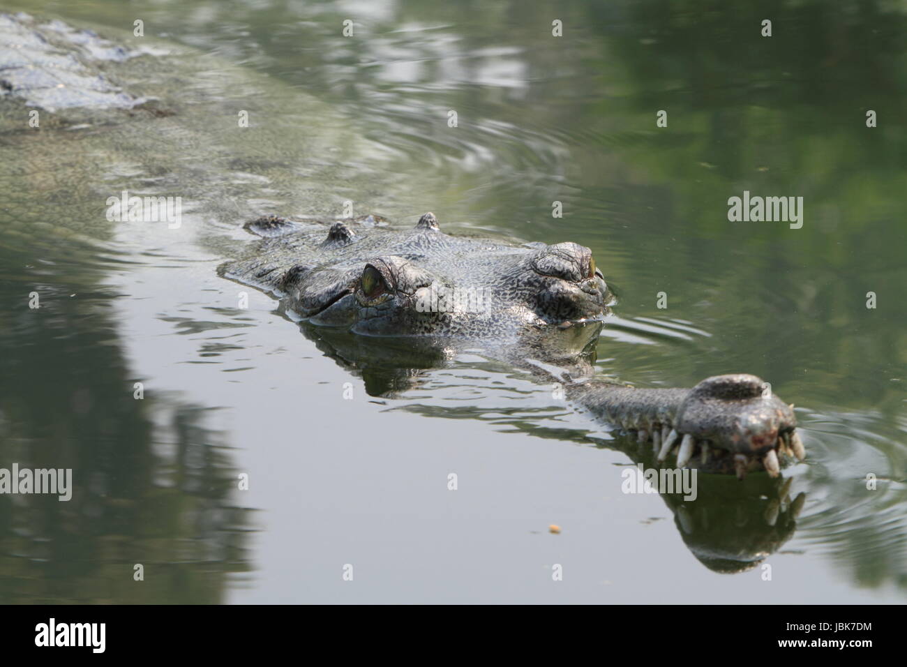 Echter gavial hi-res stock photography and images - Alamy
