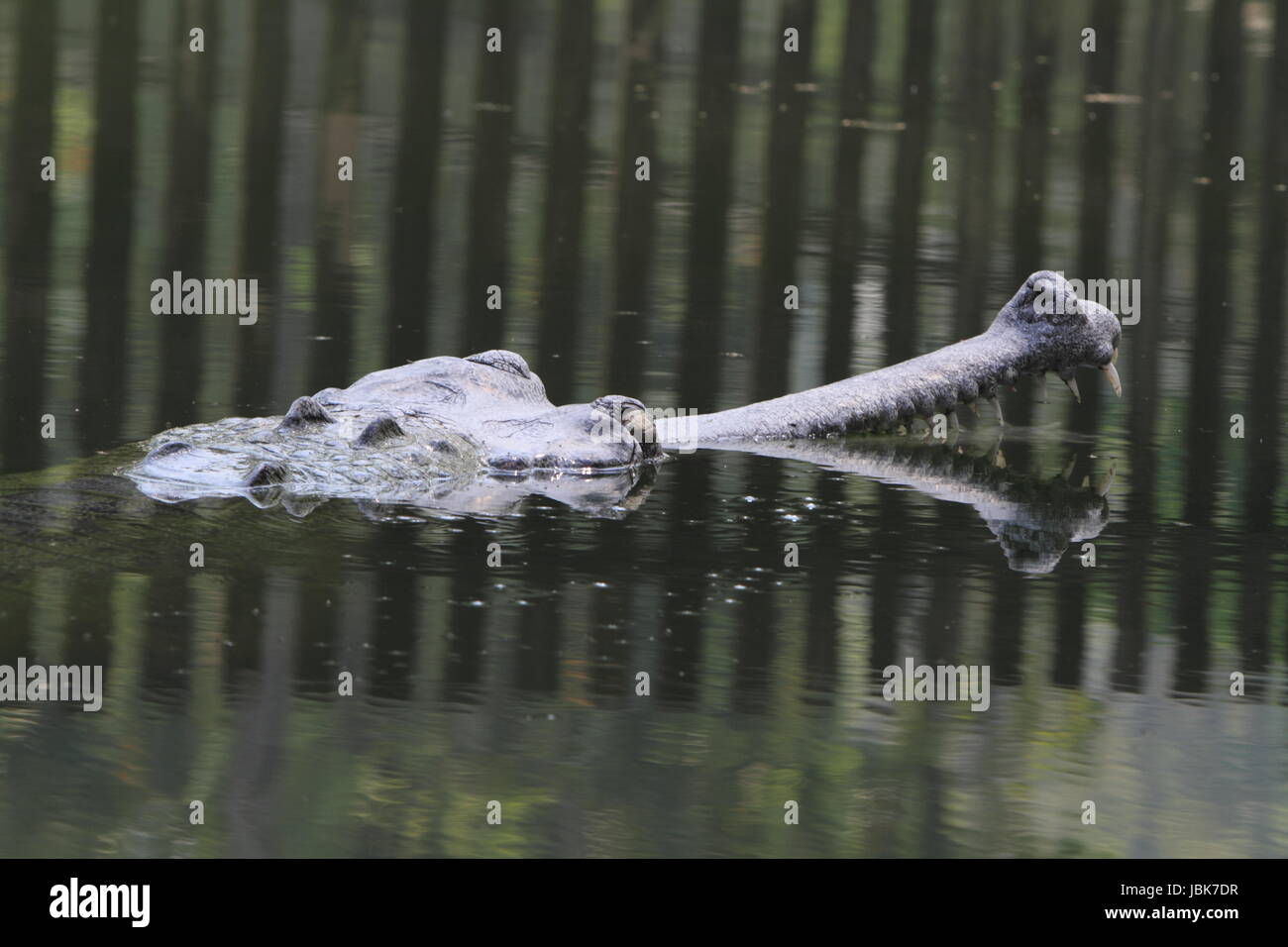Gangesgavial High Resolution Stock Photography and Images - Alamy