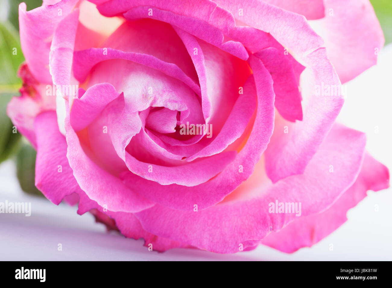 Pink rose in strict close up, high key, white background Stock Photo ...