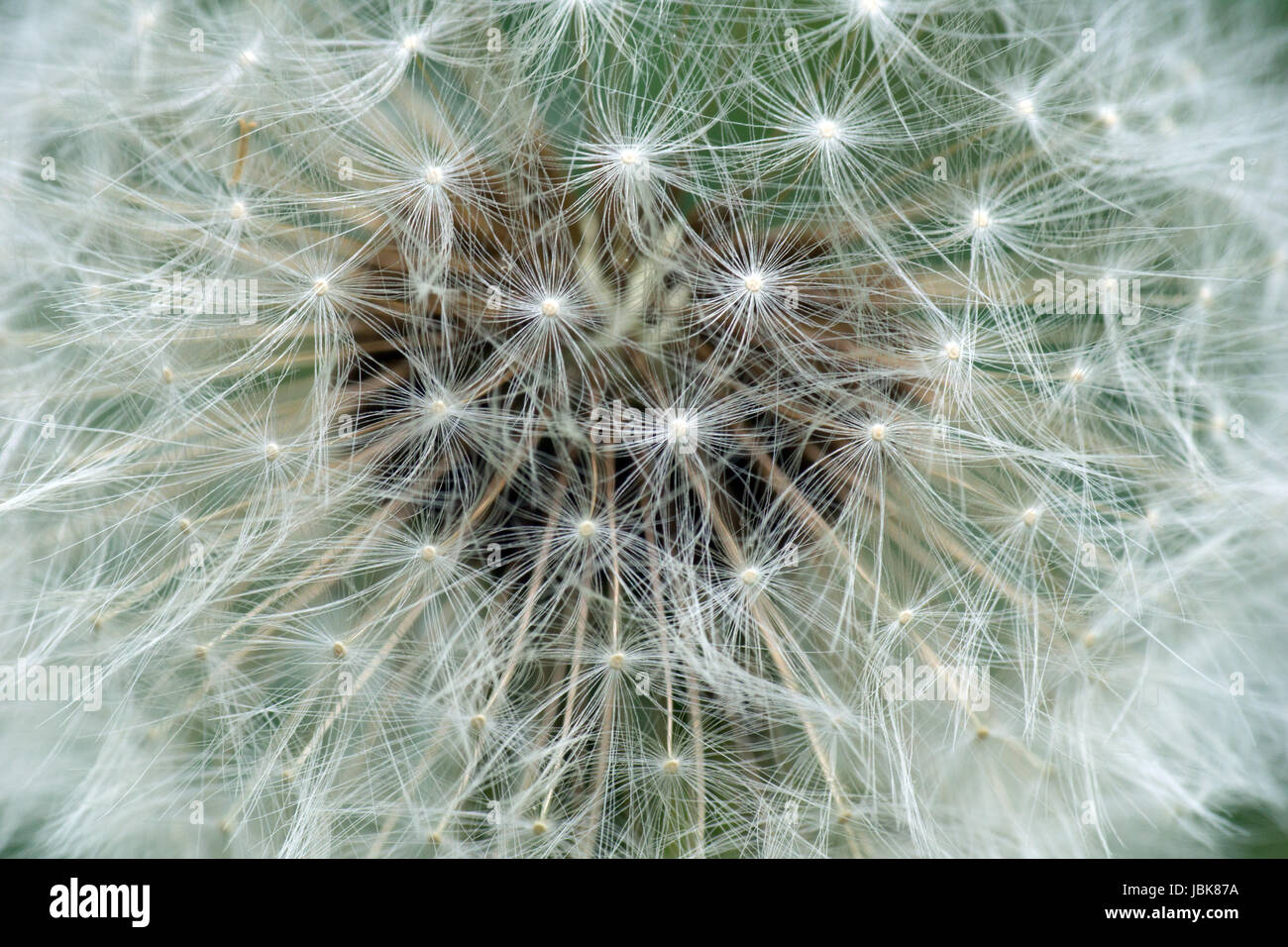 Close up of a dandelion flower Stock Photo - Alamy