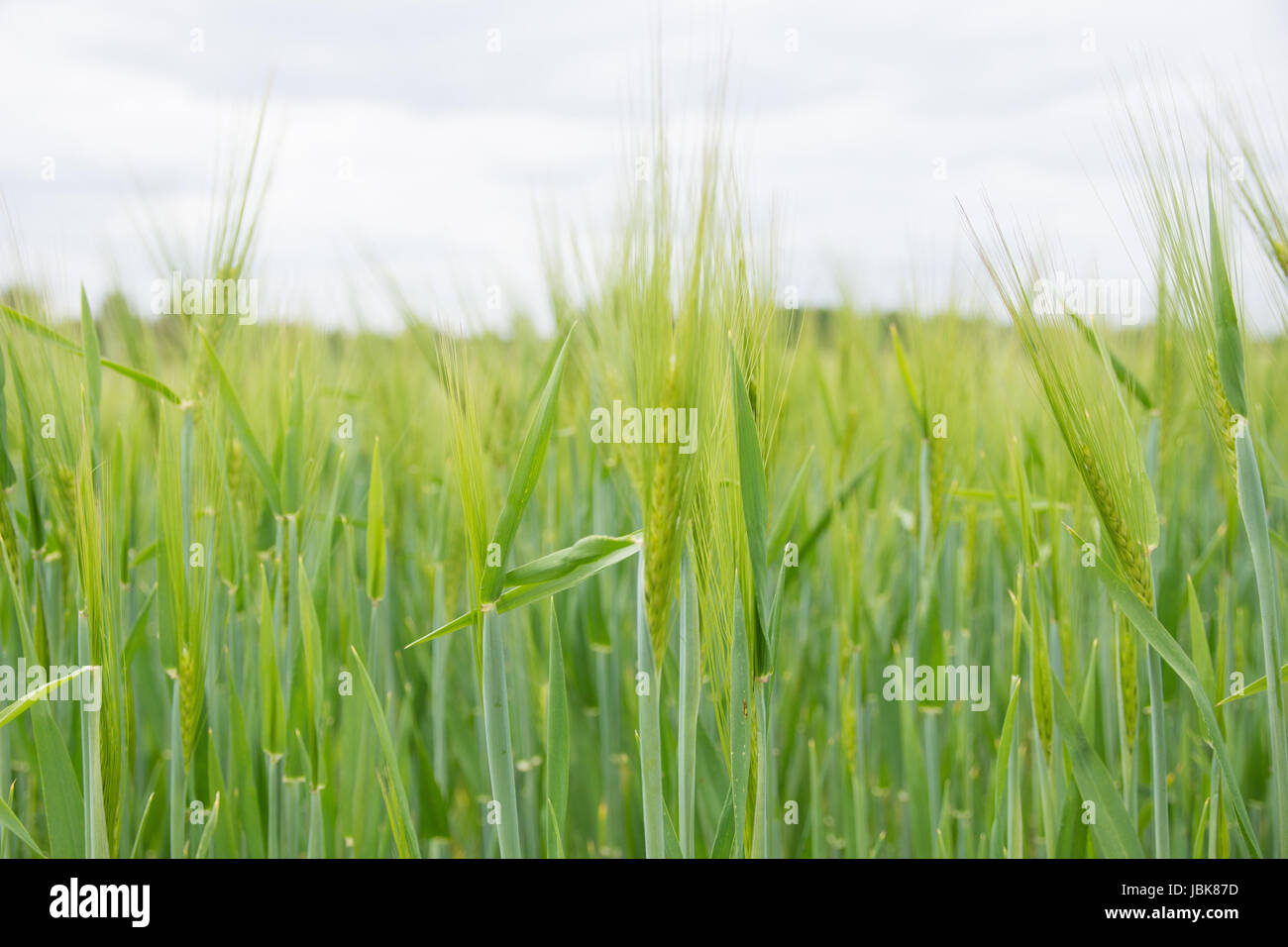 Basic forage hi-res stock photography and images - Alamy