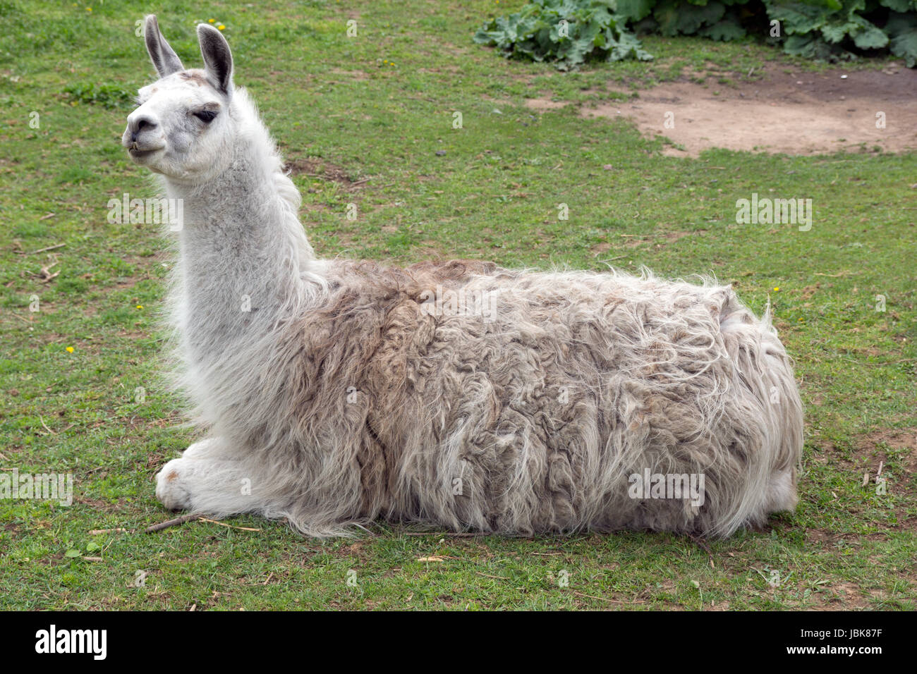 Lama in an enclosure Stock Photo - Alamy