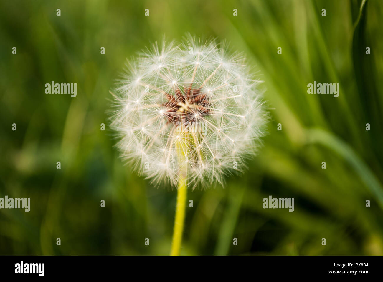 fluffy seed ball in the grass Stock Photo - Alamy