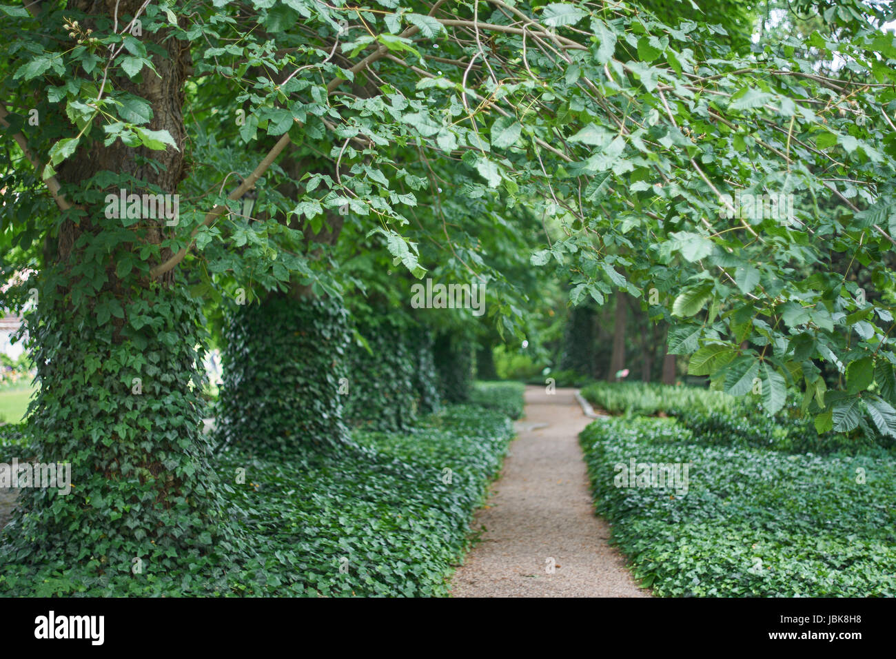 Row of old chestnut trees and the path Lush green Botanical Gardens in ...