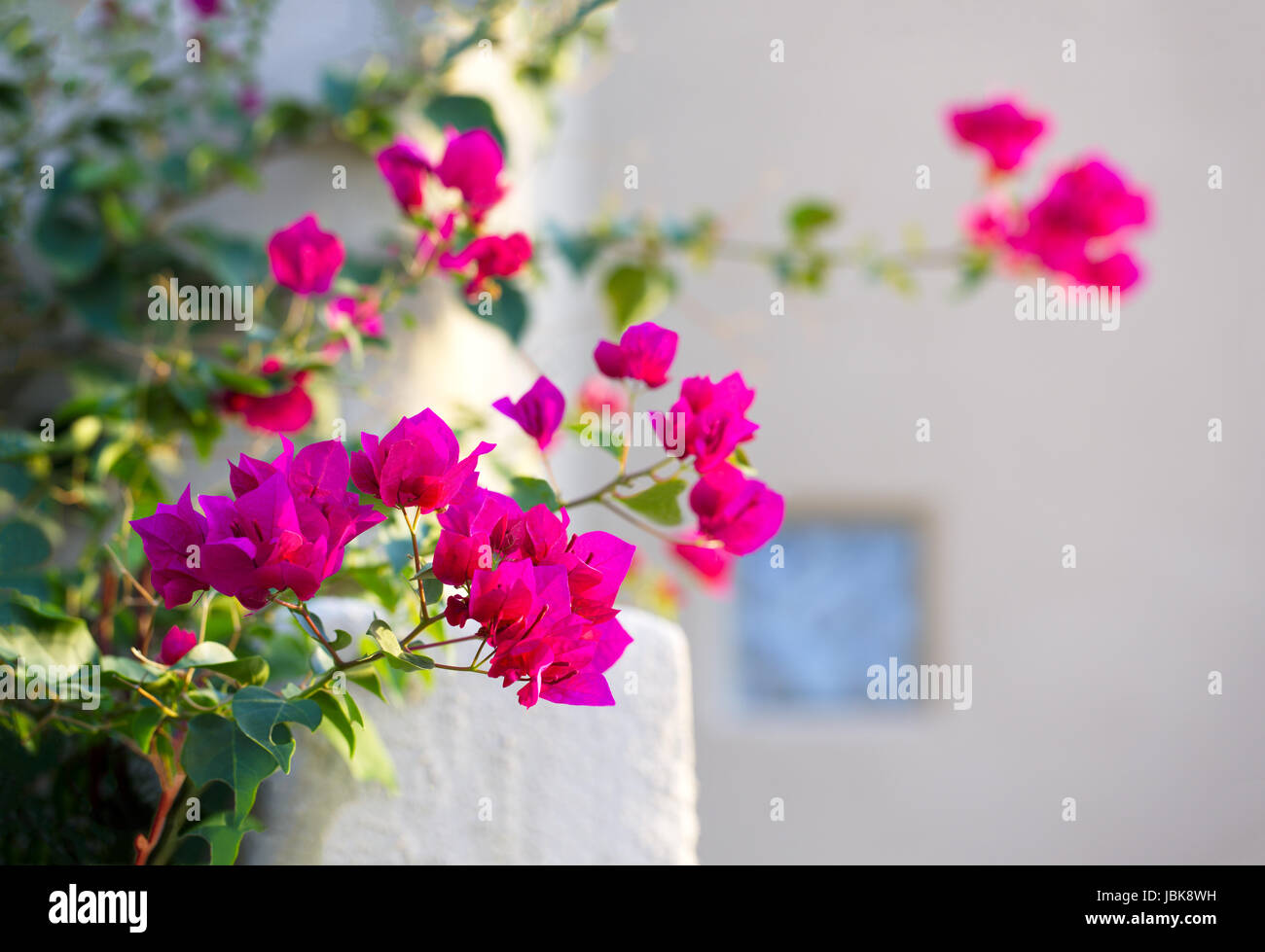 Vine with thorns hi-res stock photography and images - Alamy