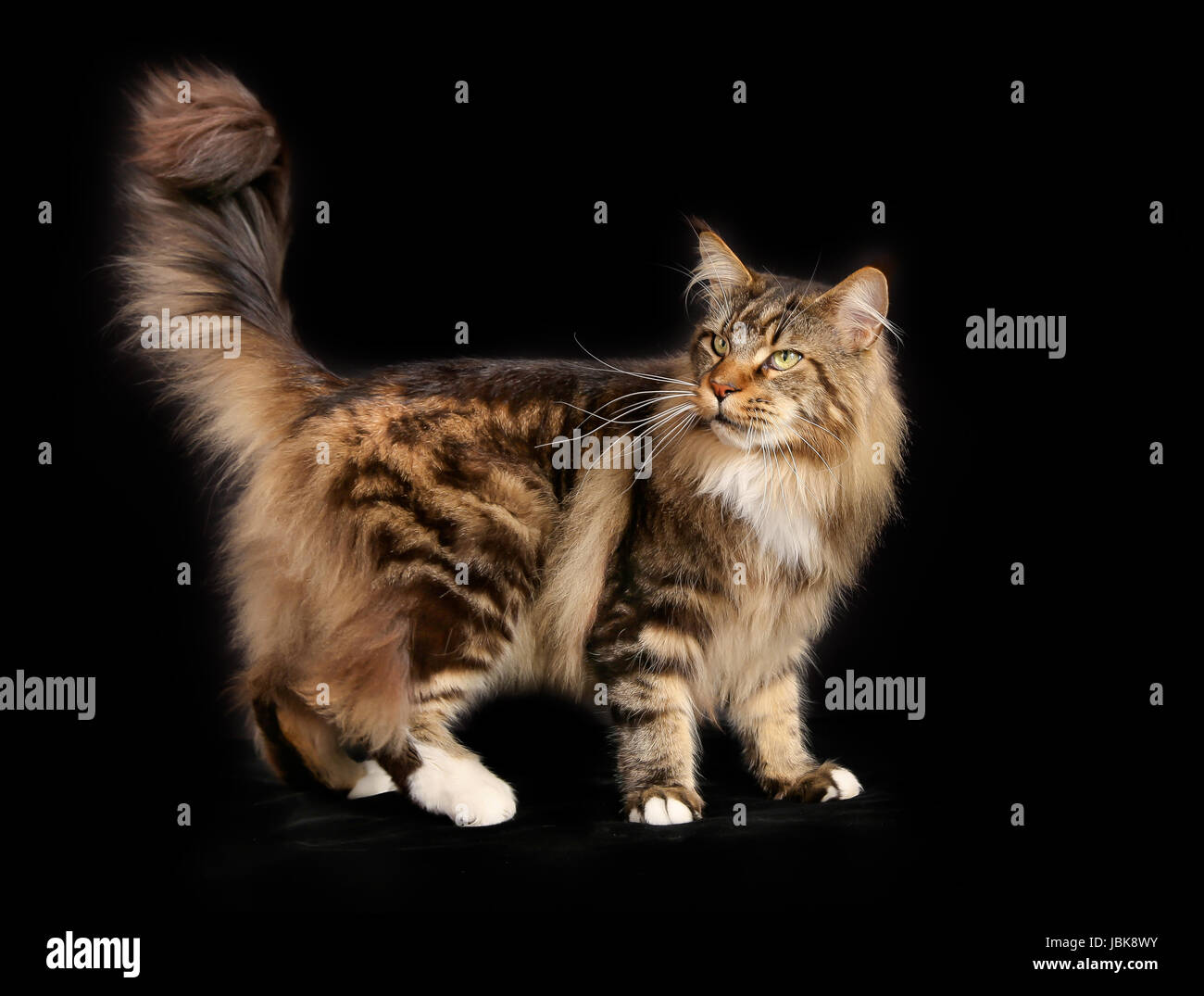 Shot of purebred domestic cat on black background Stock Photo - Alamy