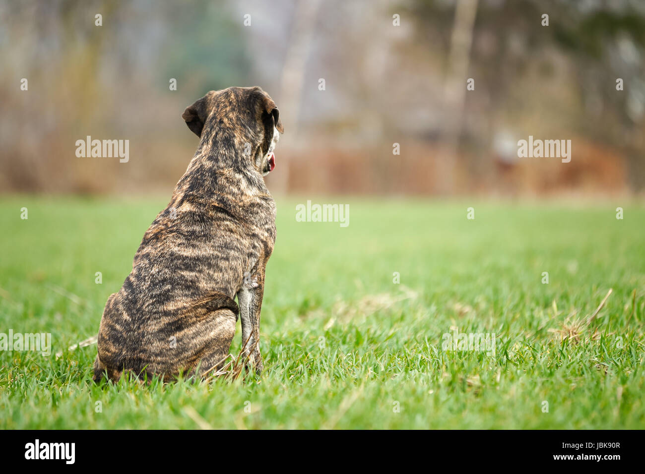 Italian mastiff hi-res stock photography and images - Alamy