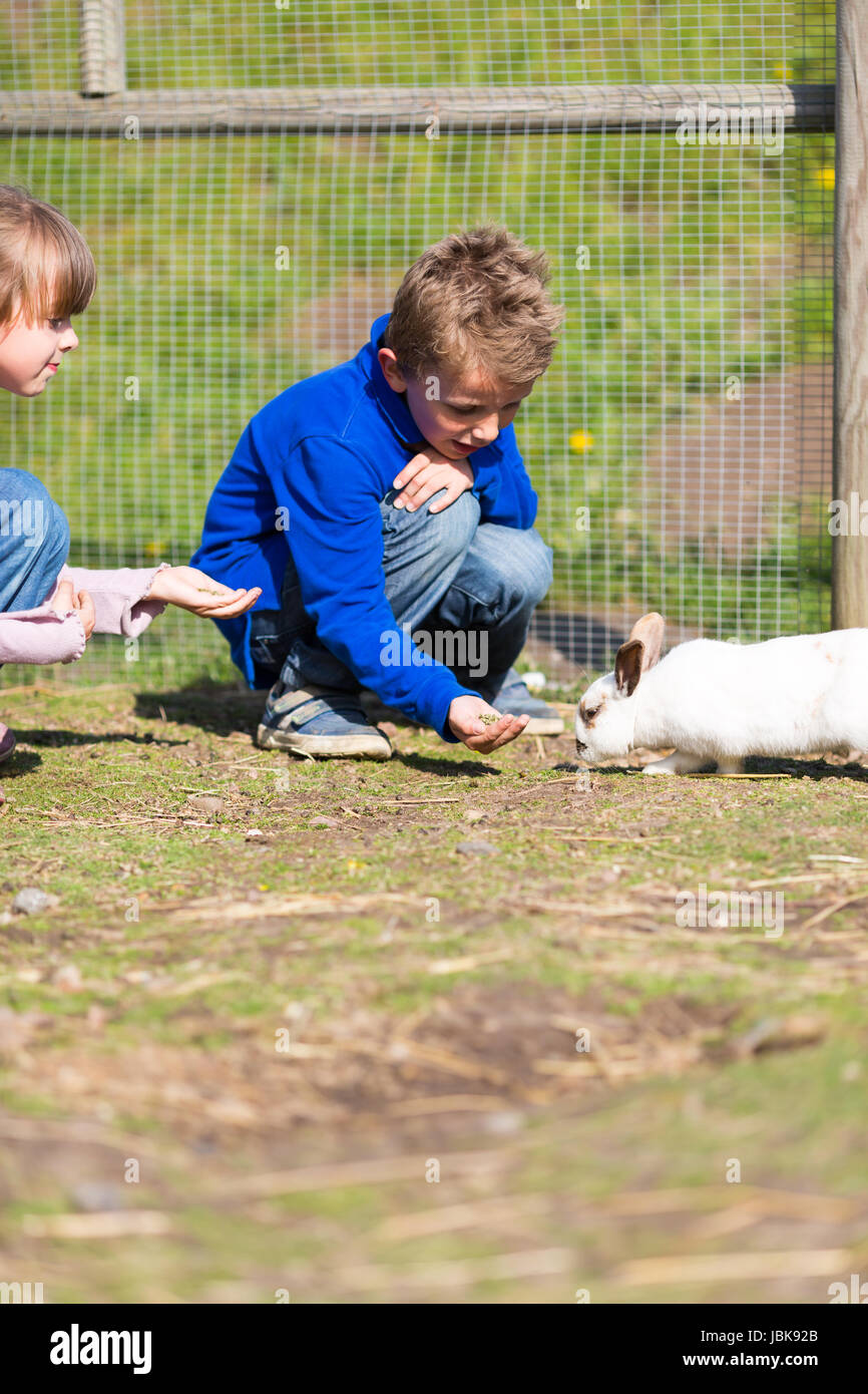 Boy feeding rabbit with rabbit food outside during spring time Stock ...
