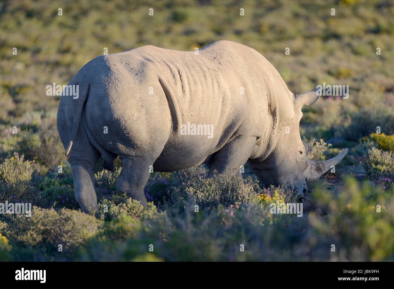 A shot of rhinos in captivity Stock Photo - Alamy