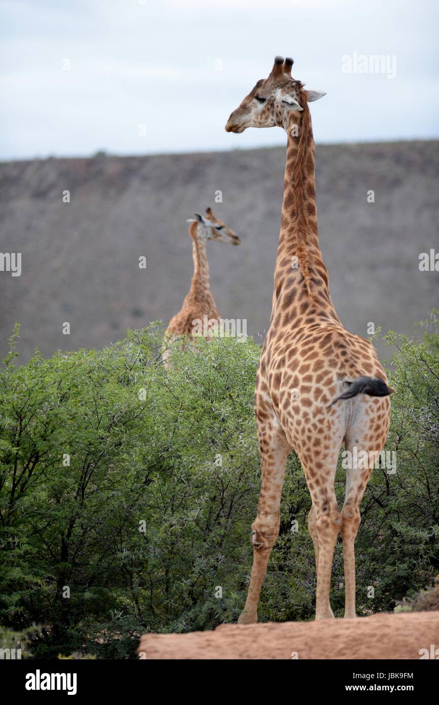 A close up shot of a Giraffe Stock Photo - Alamy