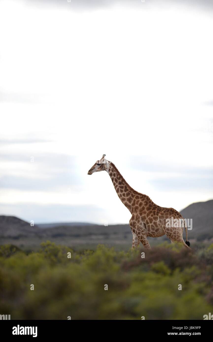 A close up shot of a Giraffe Stock Photo - Alamy