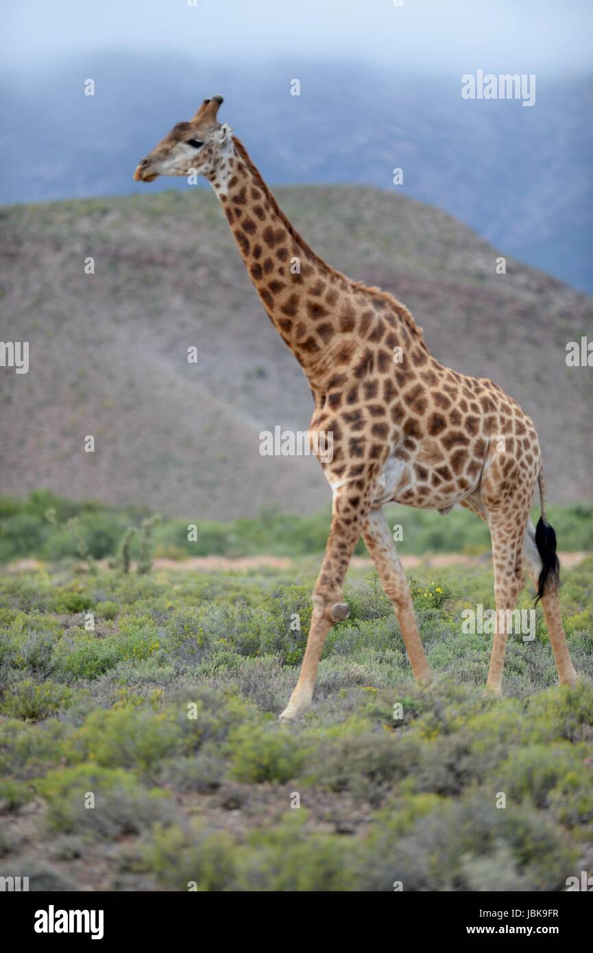 A close up shot of a Giraffe Stock Photo - Alamy
