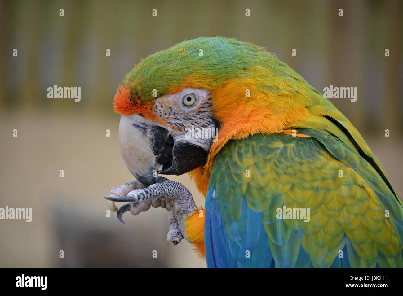 A macaw bird eating a nut Stock Photo - Alamy