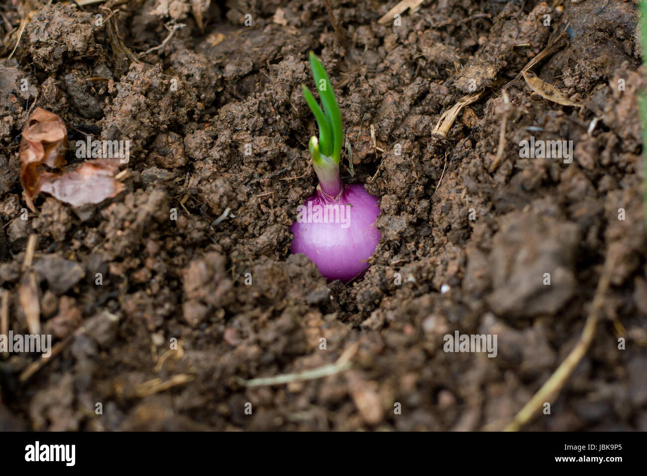 Spring onions growing in the soil Stock Photo - Alamy