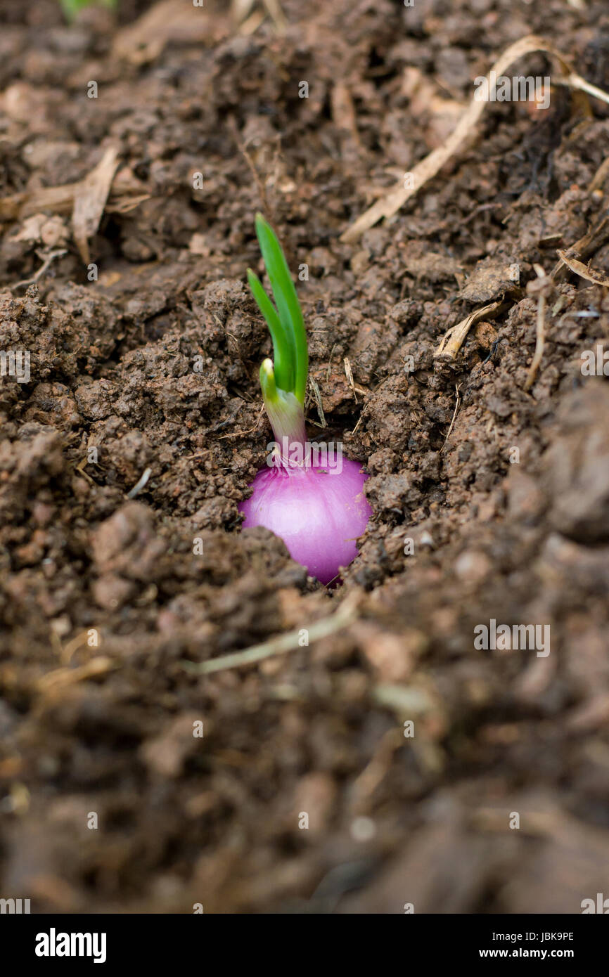 Growing green onions in water hi-res stock photography and images - Alamy