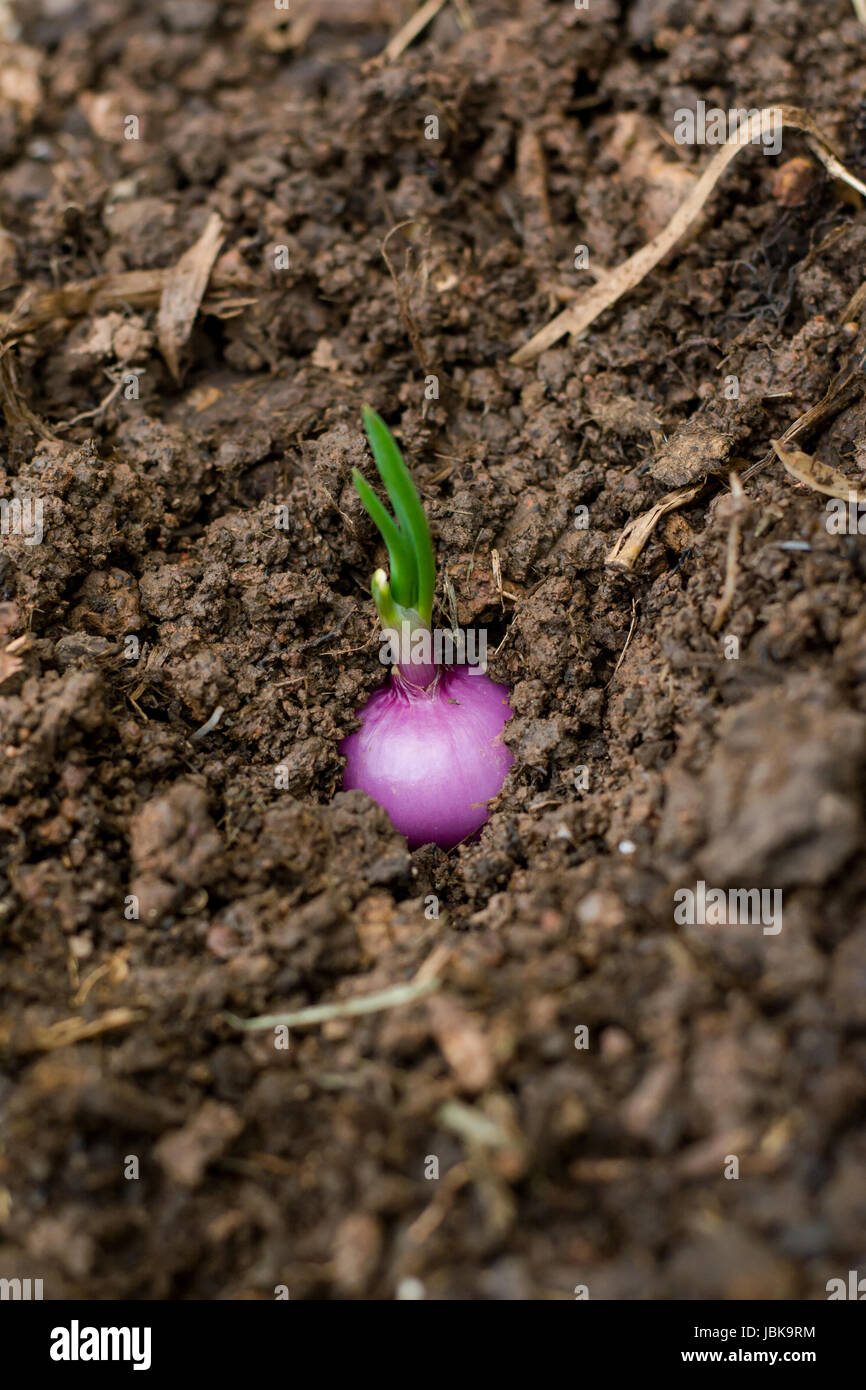 Spring onions growing in the soil Stock Photo - Alamy