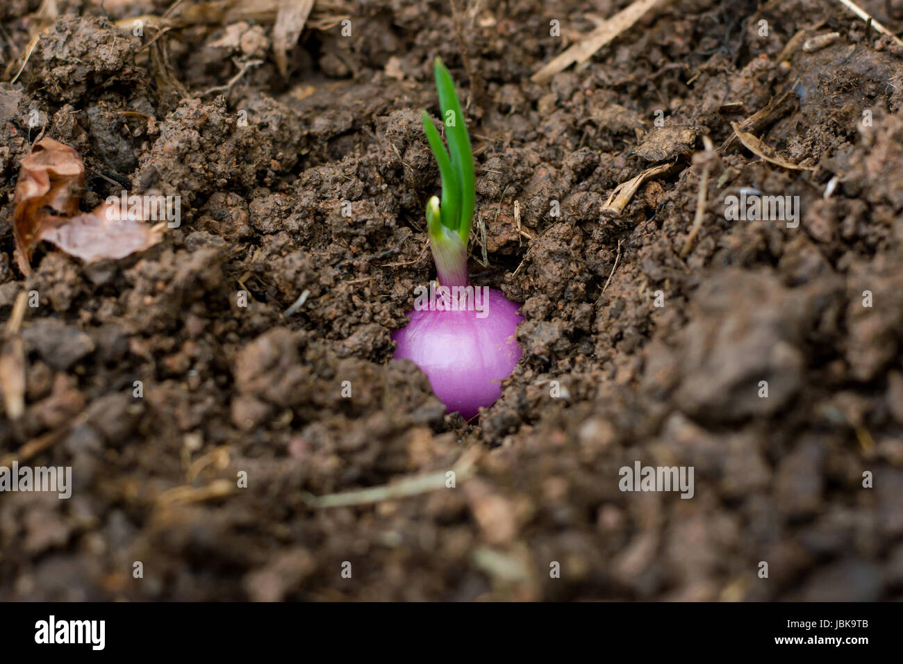 Spring onions growing in the soil Stock Photo - Alamy