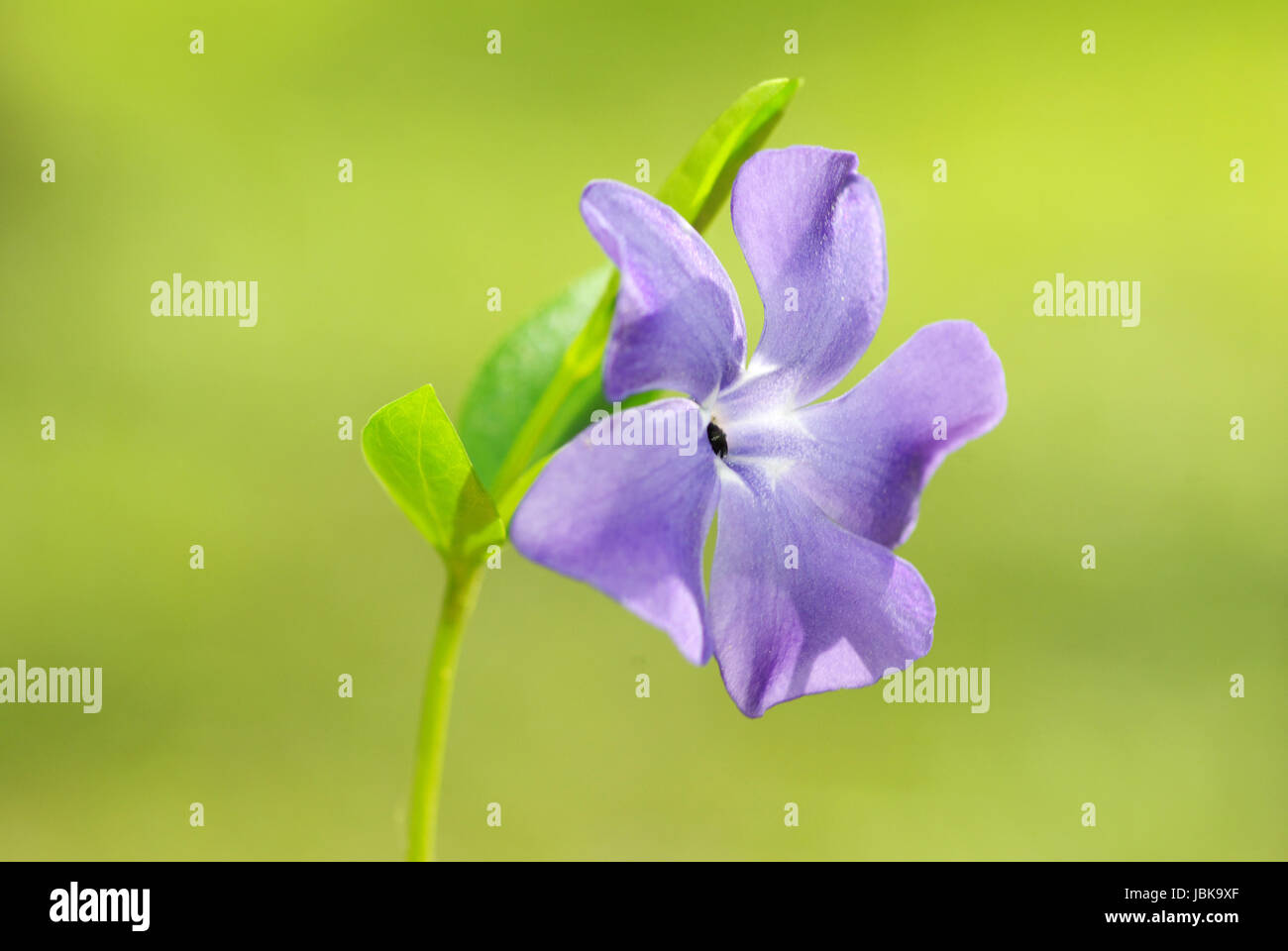 blue spring flower on the field Stock Photo - Alamy