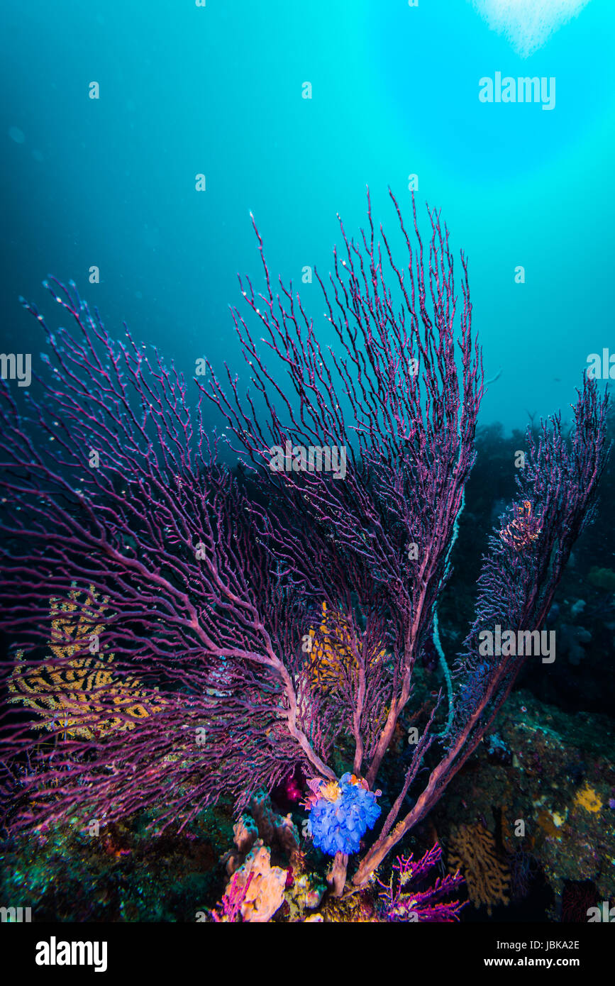 Purple color gorgonian (Solanderia secunda, Inaba, 1892) standing on ...