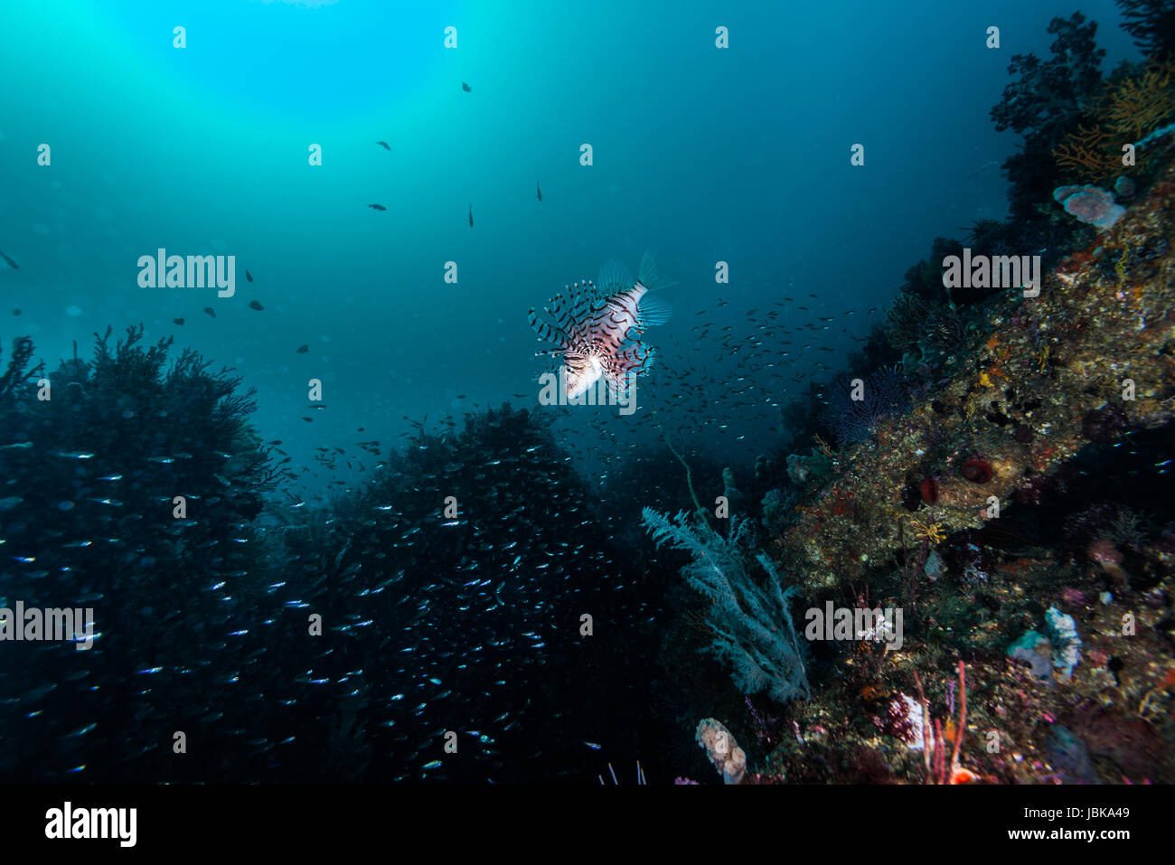 a lionfish swimming around the artificial fish reef Depth of water 18m ...