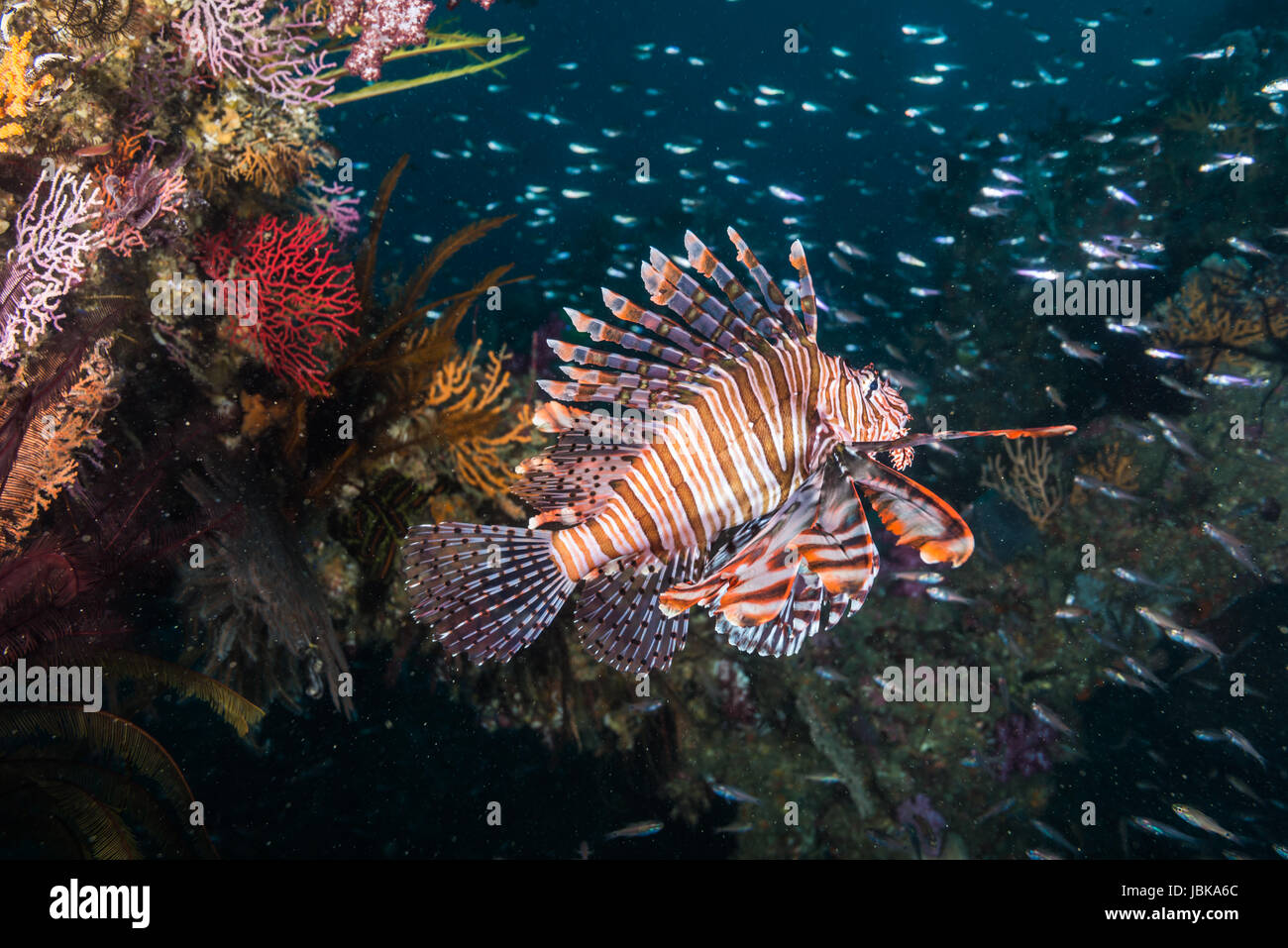 Lionfish at the artificial fish reef Depth of water 20m at Owase, Mie ...