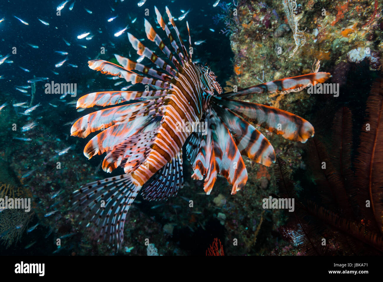 Lionfish at the artificial fish reef Depth of water 20m at Owase, Mie ...
