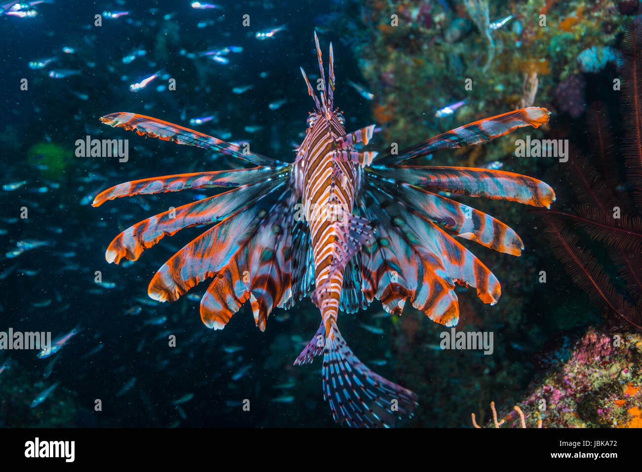 Lionfish at the artificial fish reef Depth of water 20m at Owase, Mie ...