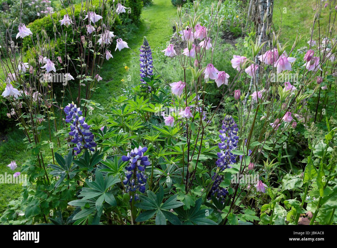 English gardens lupin flower hi-res stock photography and images - Alamy