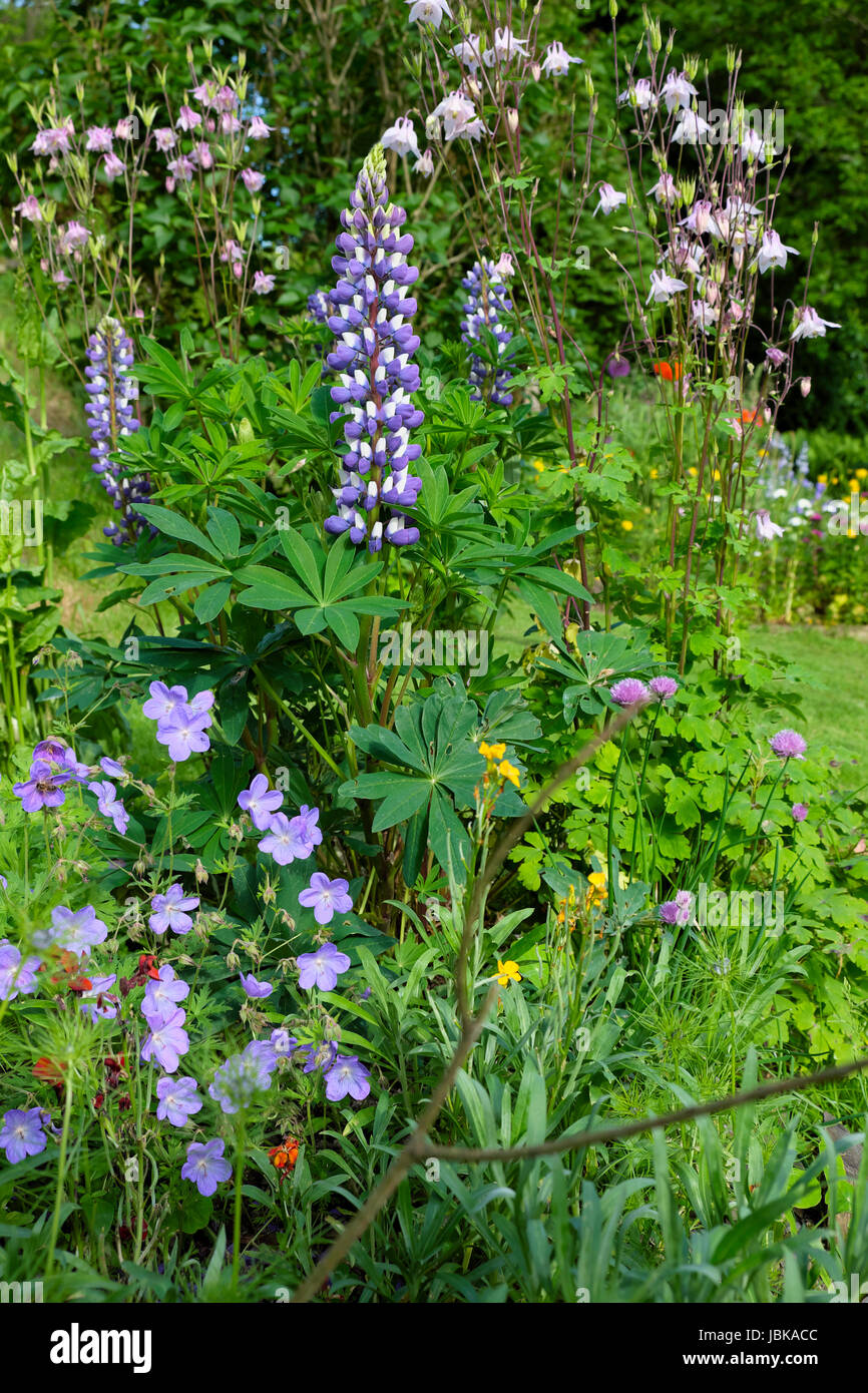 Perennials lupin lupins borders hi-res stock photography and images - Alamy