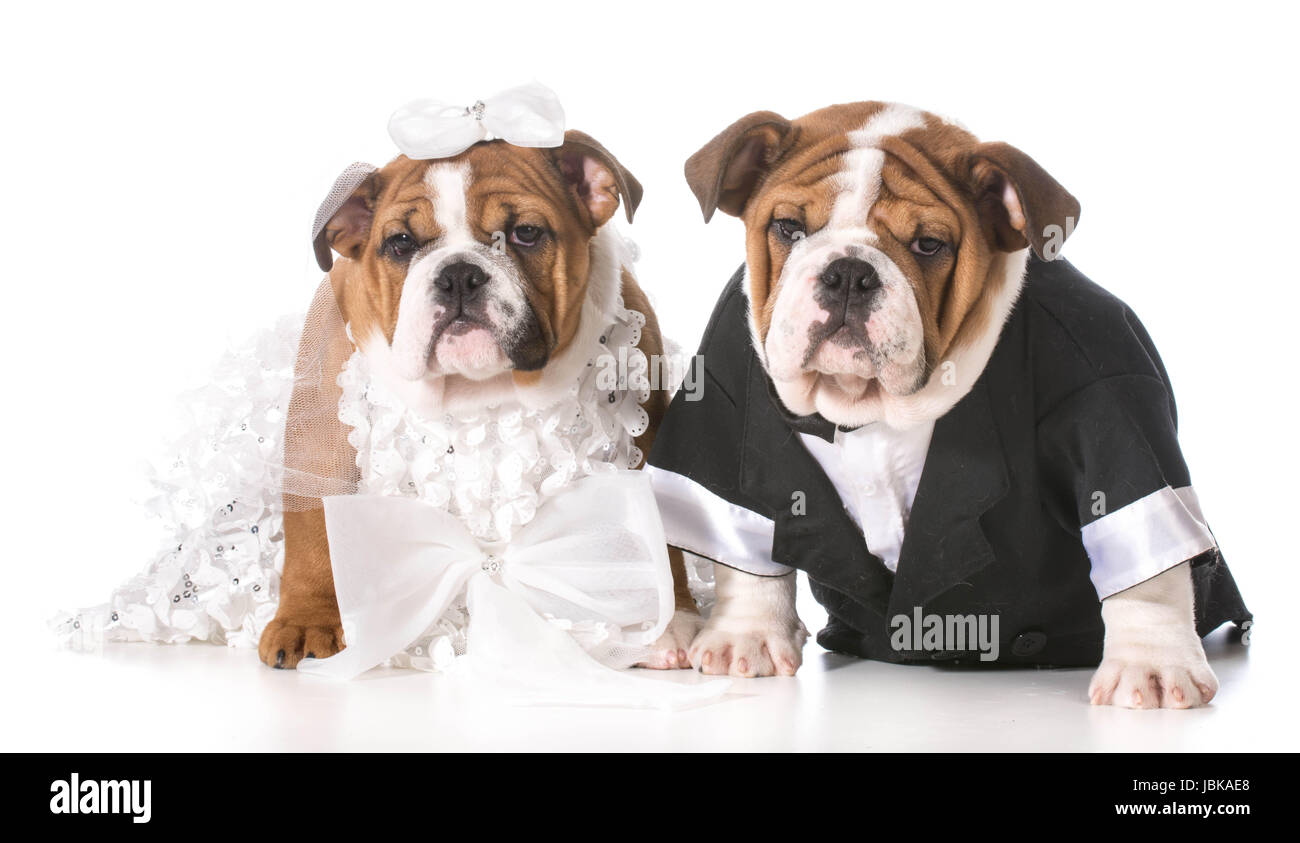 dog bride and groom puppies Stock Photo - Alamy